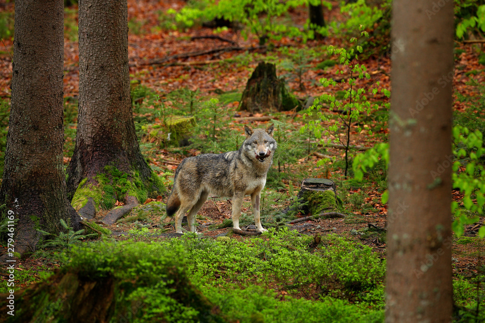 Gray wolf, Canis lupus, in the spring light, in the forest with green ...