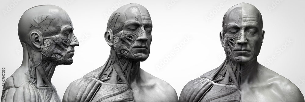 Human body anatomy muscles structure of a male, front view side view ...