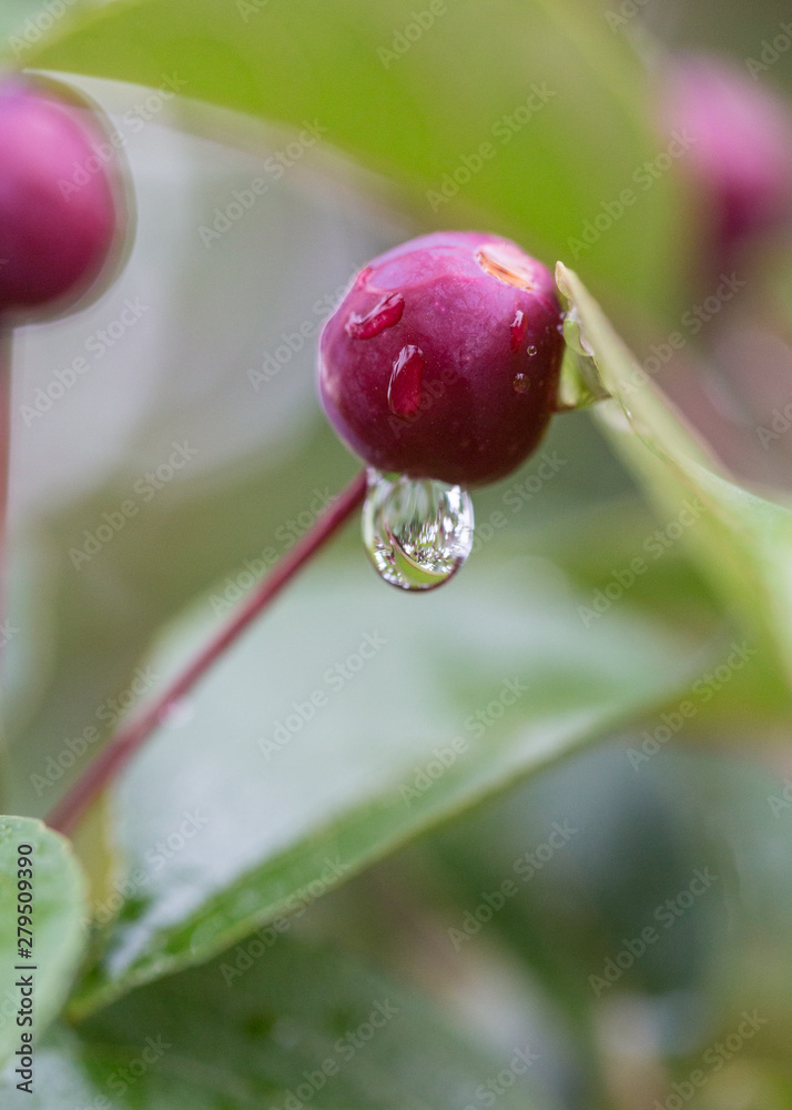Green fruit of sea bream after spring rain，Malus halliana Stock Photo ...