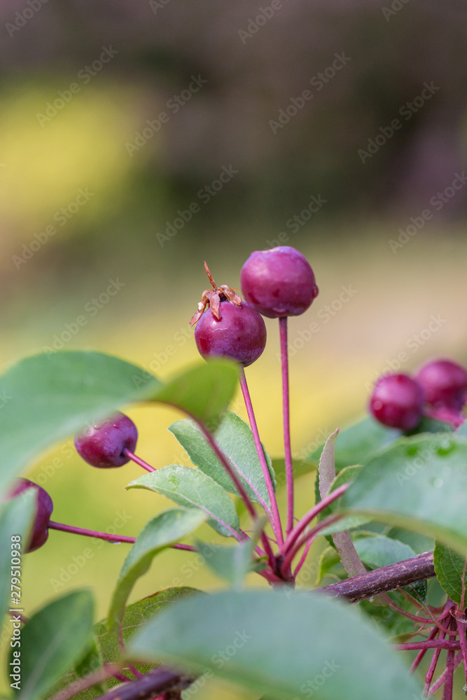 Green fruit of sea bream after spring rain，Malus halliana Stock Photo ...