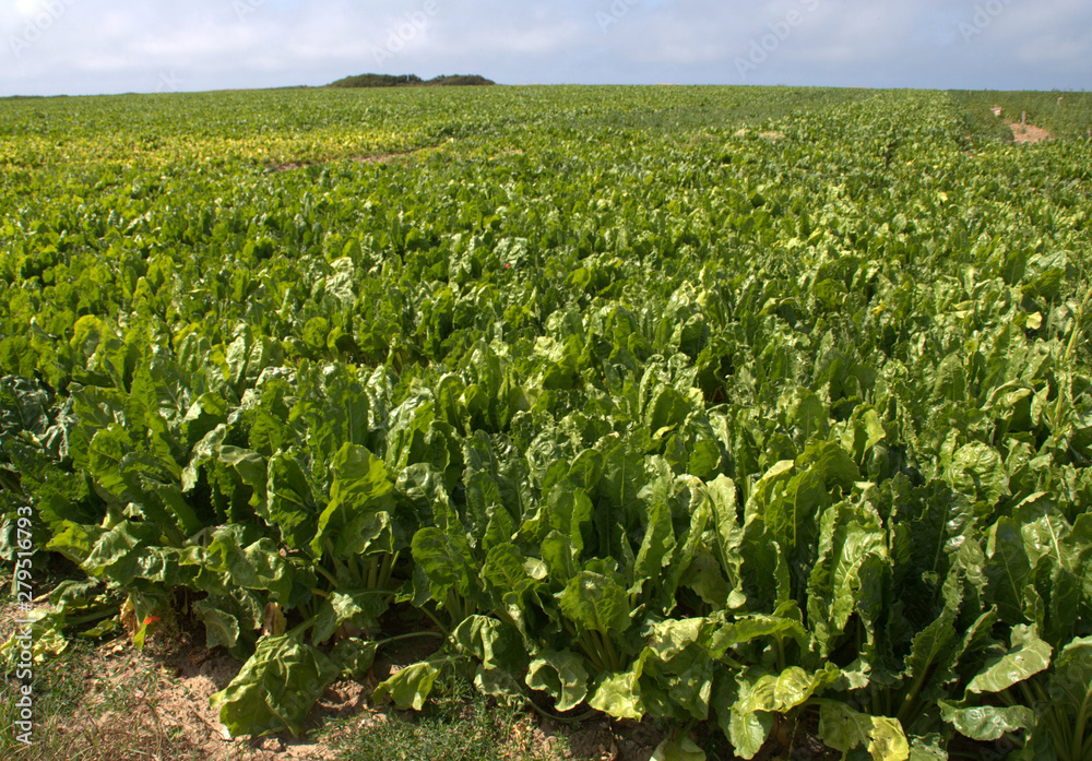 champs de betteraves fouragères,culture ,agriculture Stock Photo ...