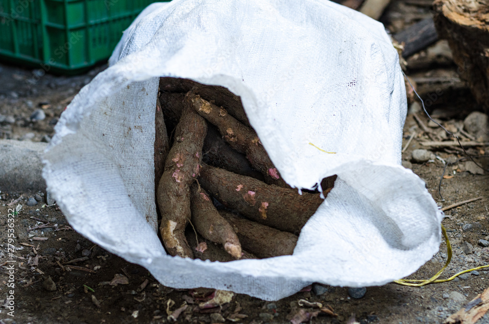 Cassava, also called manioc, yuca, balinghoy, mogo, mandioca, kamoteng ...