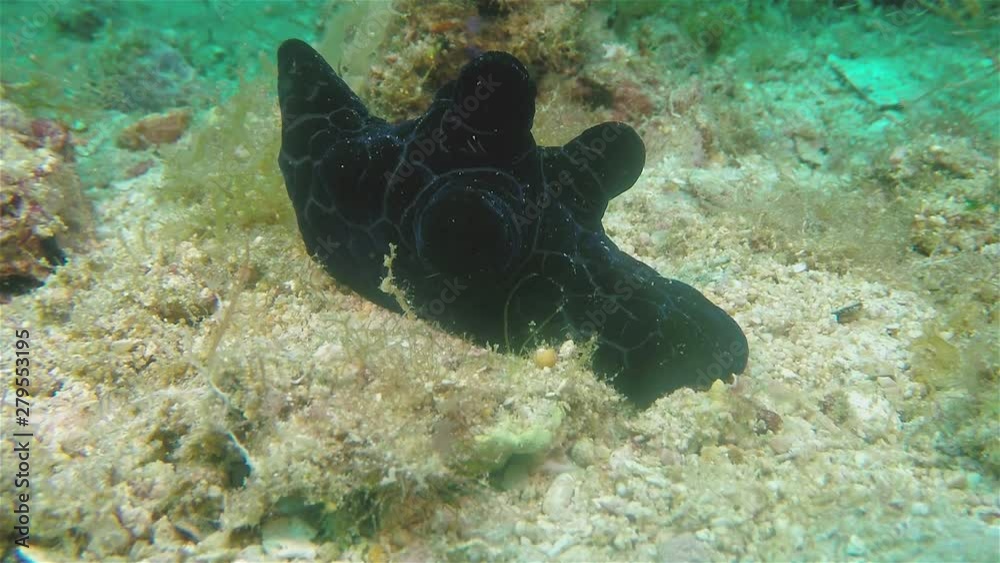 Sea Snail Sea Slug Or Velutin Snail Nudibranch With Black Camouflage ...