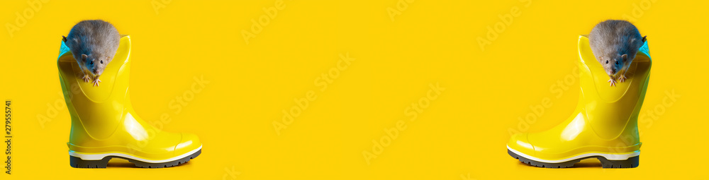 decorative rat in bright yellow rubber boot on the blue background ...