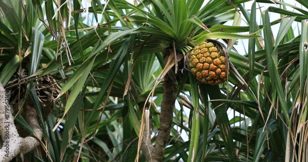 Tropical fruits at Ohama beach in Amami oshima Kagoshima Stock ビデオ ...