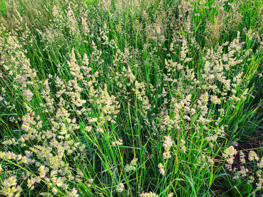 Flowering summer forage grasses. Inflorescence of timothy herbs. Cattle ...
