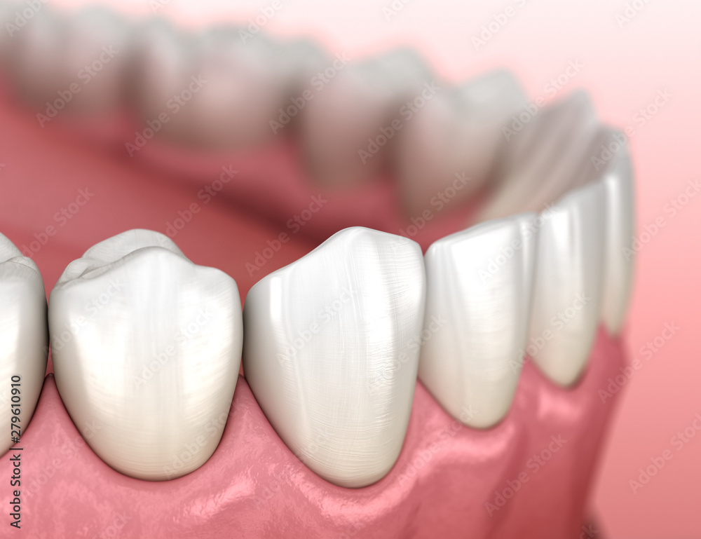 Mandibular human gum and teeth anatomy. Medically accurate tooth 3D ...