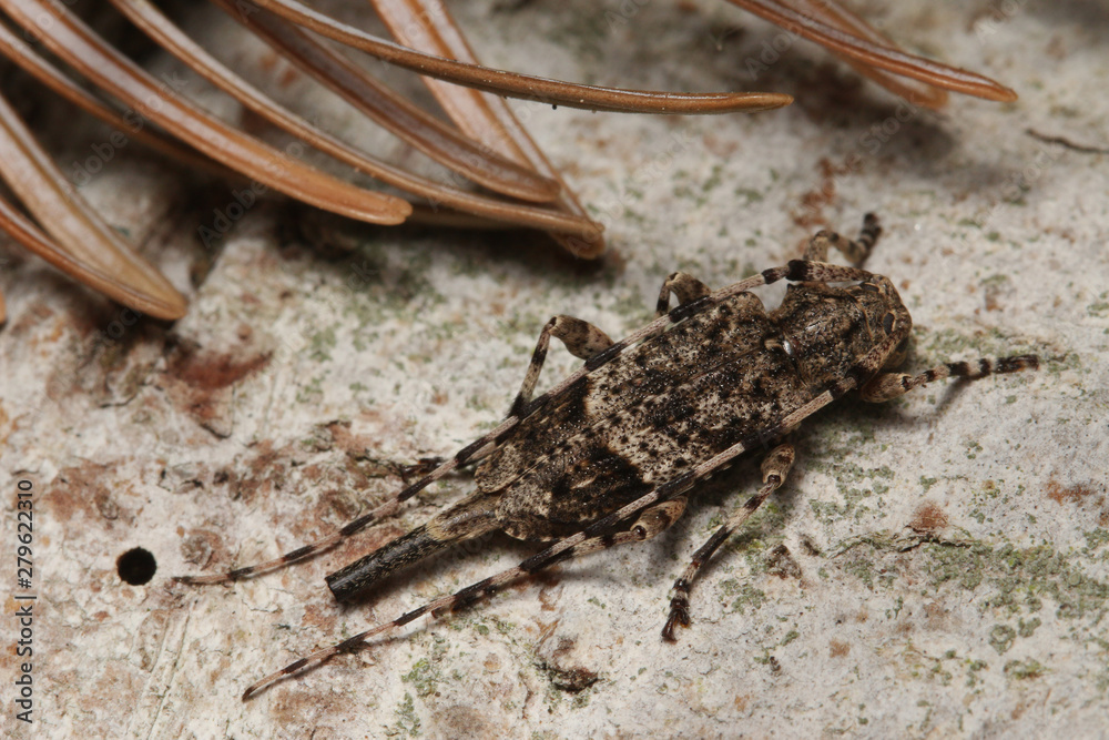 Fir timberman beetle, a rare species of longhorn beetle occurring in ...