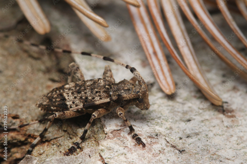 Fir timberman beetle, a rare species of longhorn beetle occurring in ...