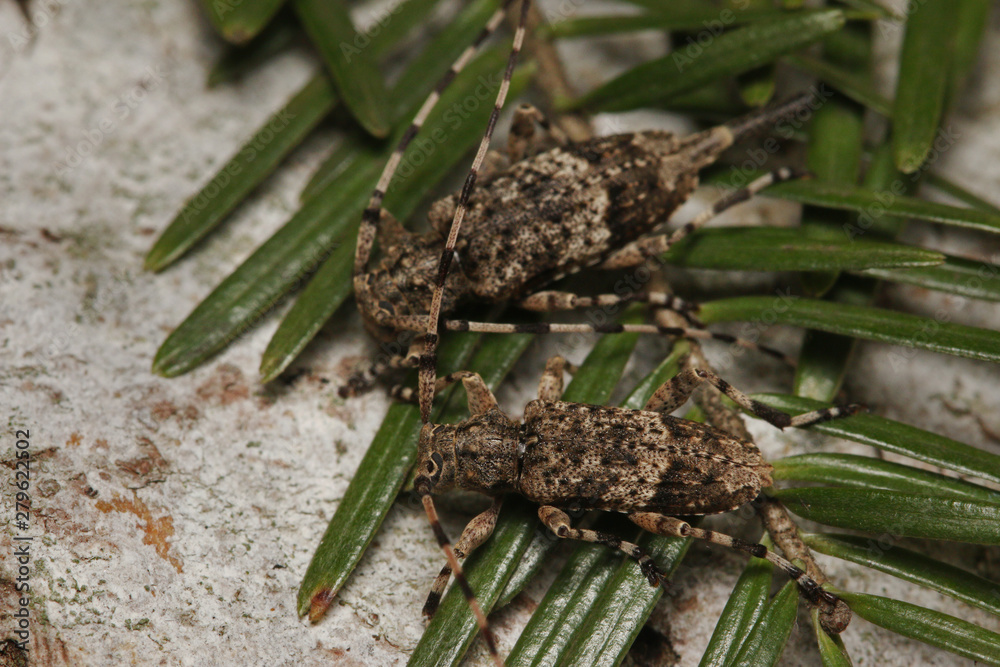 Fir timberman beetle, a rare species of longhorn beetle occurring in ...