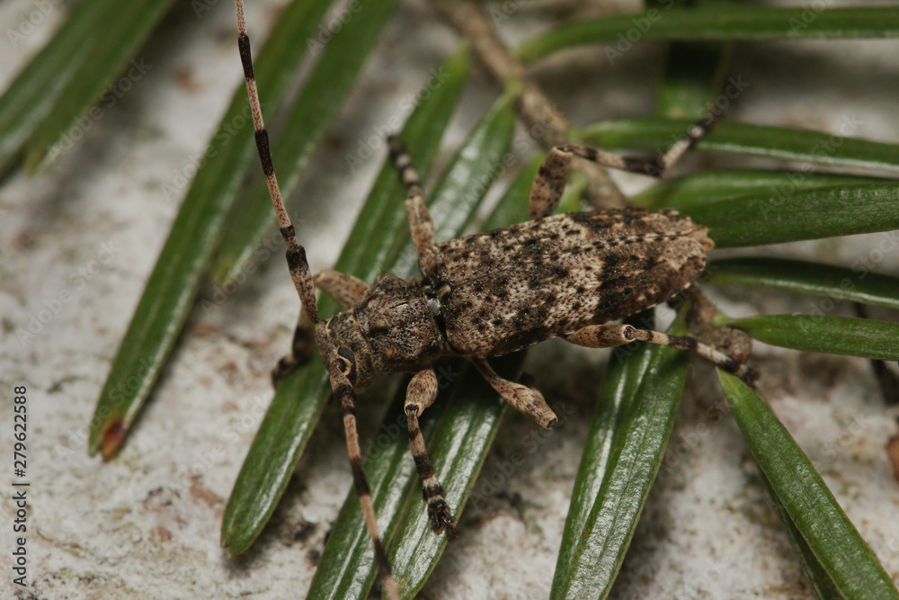 Fir timberman beetle, a rare species of longhorn beetle occurring in ...
