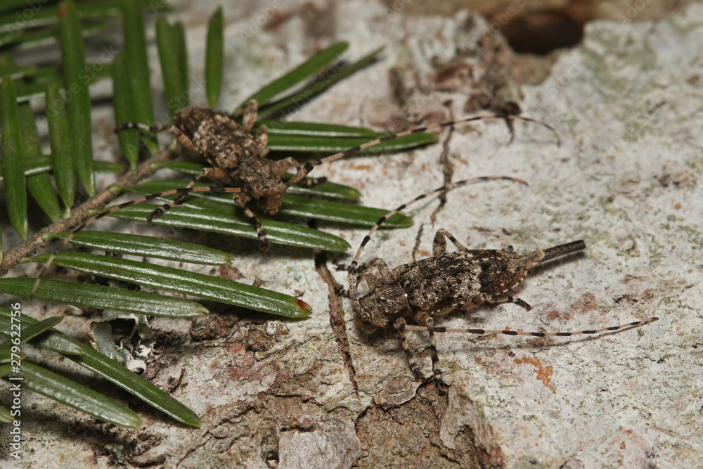 Fir timberman beetle, a rare species of longhorn beetle occurring in ...