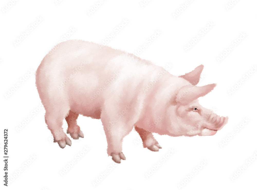 cochon, illustration aquarelle, animal, isolé, blanc, cochonnet, ferme ...