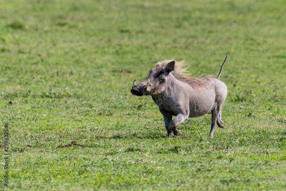 Warthogs Running