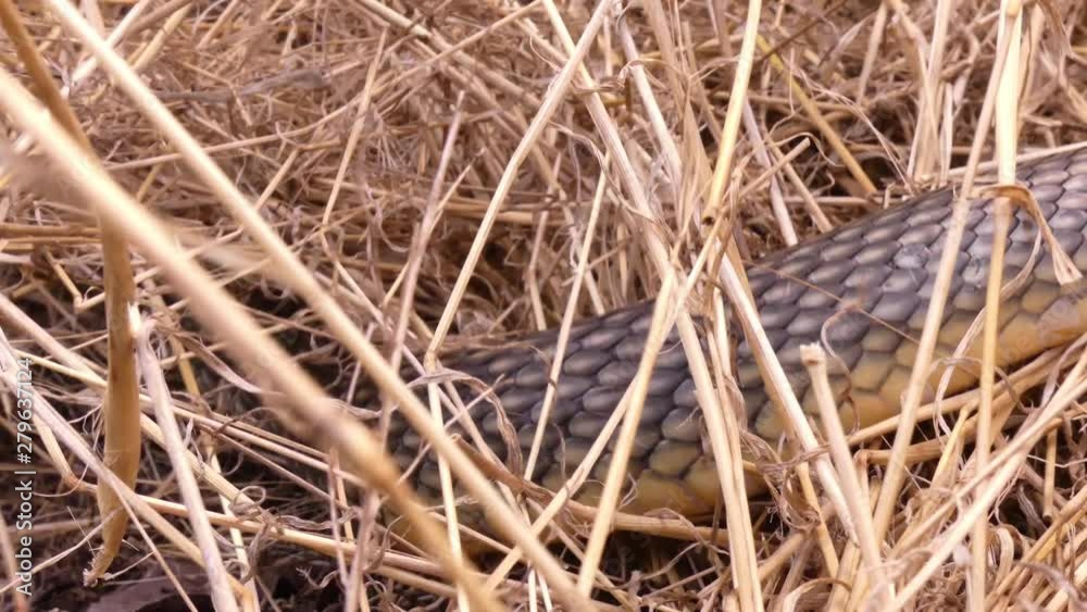 Caspian whipsnake (Coluber caspius or Dolichophis caspius) the largest ...