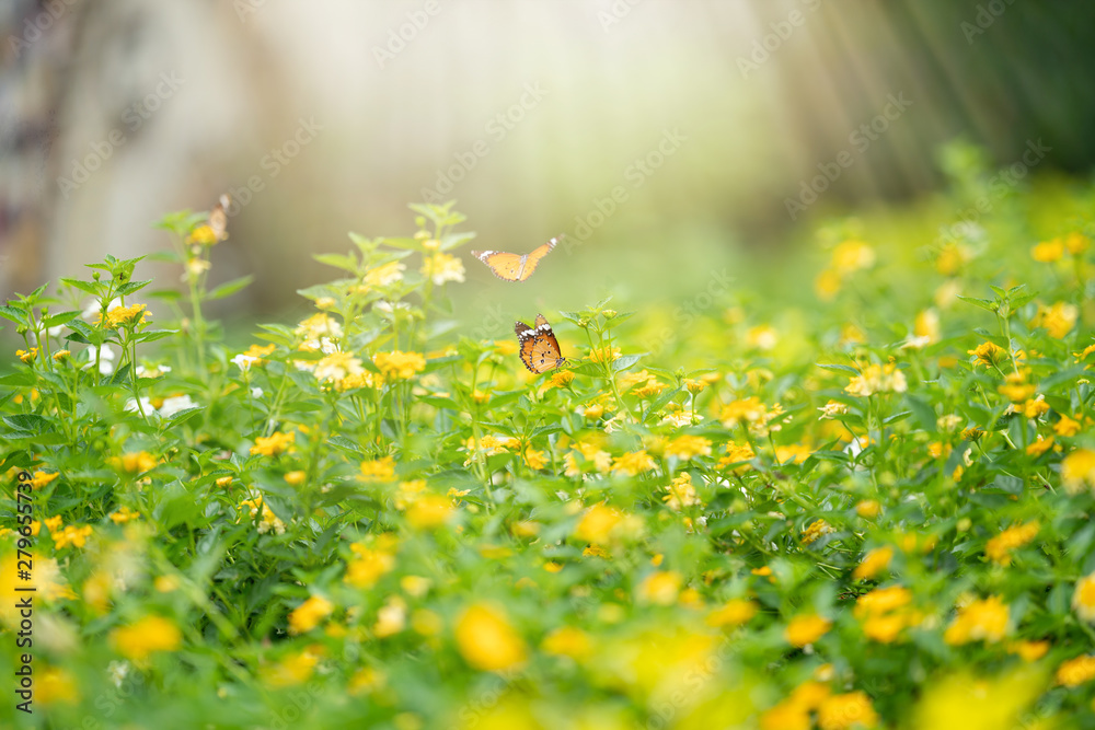 Nature of butterfly and flower in garden using as background ...
