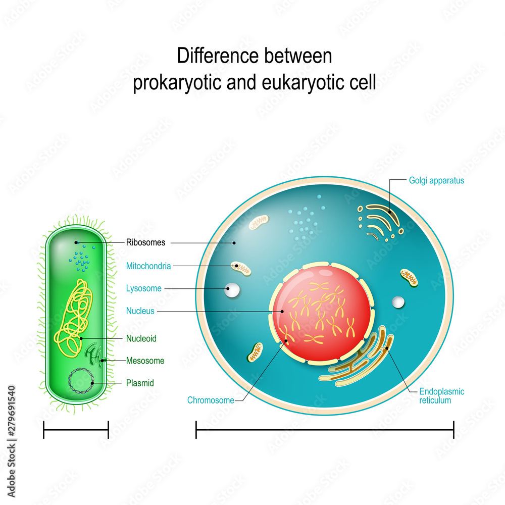 Prokaryote vs Eukaryote. Differences between Prokaryotic and Eukaryotic ...