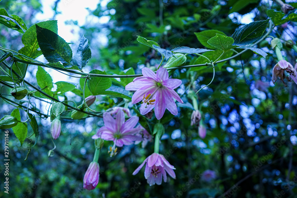 Passiflora Mollissima