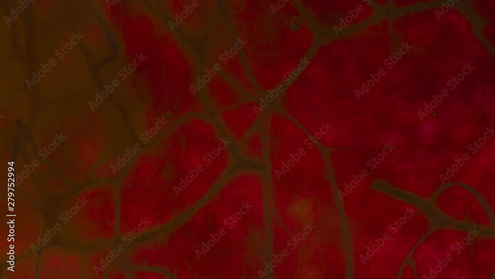 View Inside the Body. Imitation Living Muscular tissue with a ...