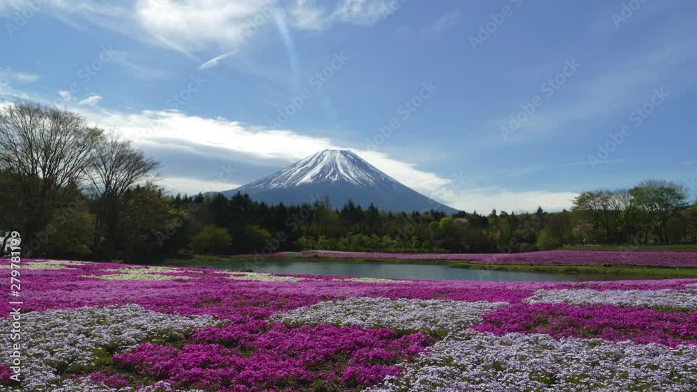 Fuji Mountain with the field of pink moss (moss phlox, moss pink ...