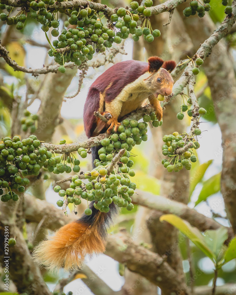 Giant Malabar Squirrel eating in all its cuteness at Nagarahole ...