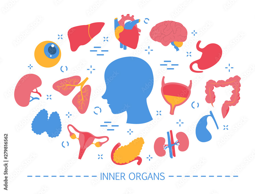 Organ Biology