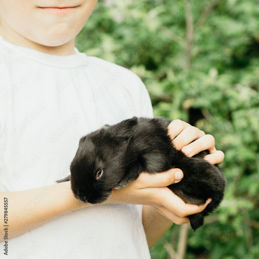 The child is holding a black little rabbit in the hands of greenery ...