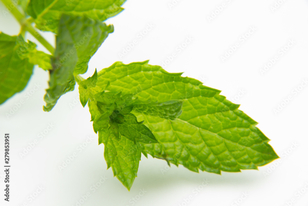 Hoja de menta sobre fondo blanco, la hoja de la menta tiene un gran y ...