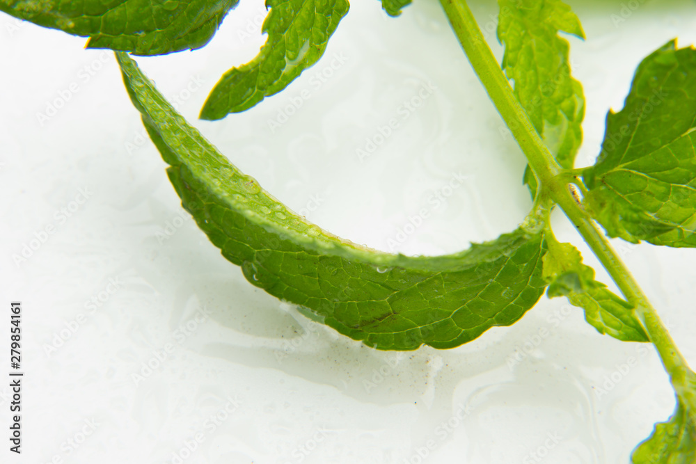 Hoja de menta sobre fondo blanco, la hoja de la menta tiene un gran y ...