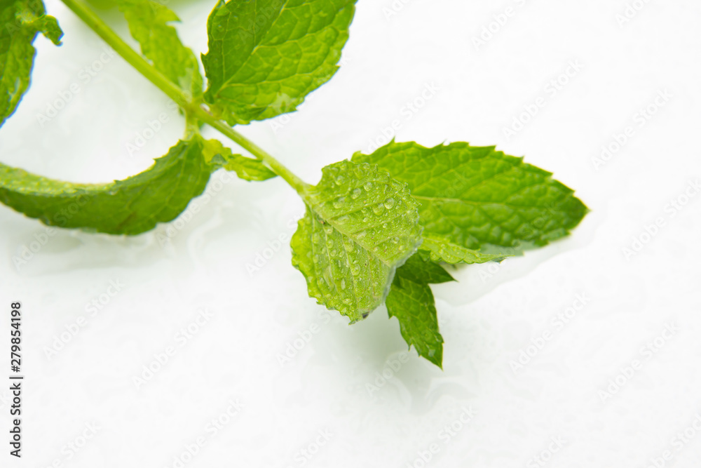 Hoja de menta sobre fondo blanco, la hoja de la menta tiene un gran y ...