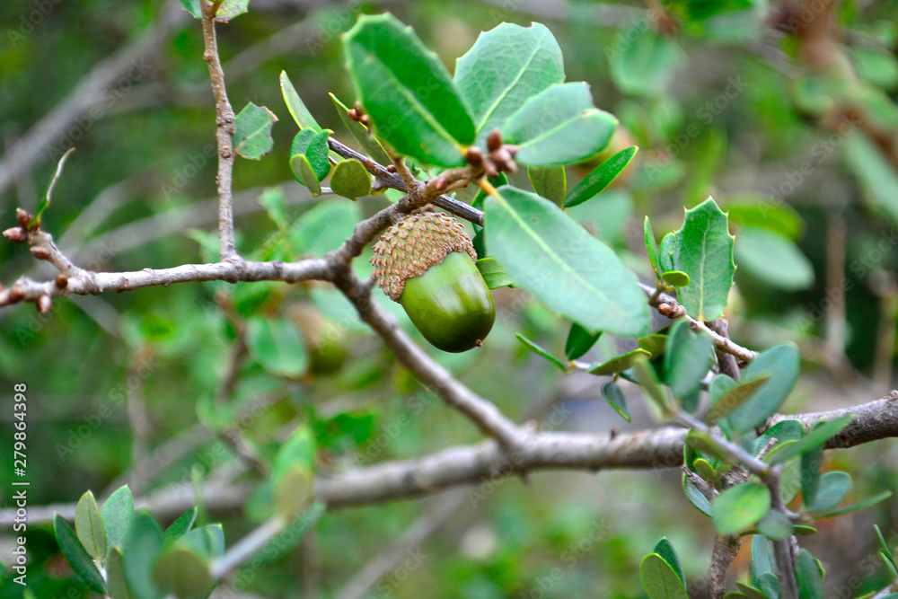 Acorns from Kermes oak tree(Quercus coccifera), Albania. Stock Photo ...