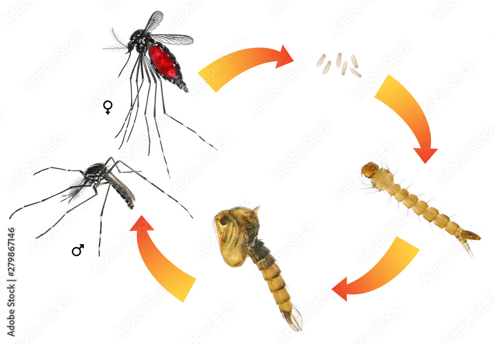 Diptera Life Cycle