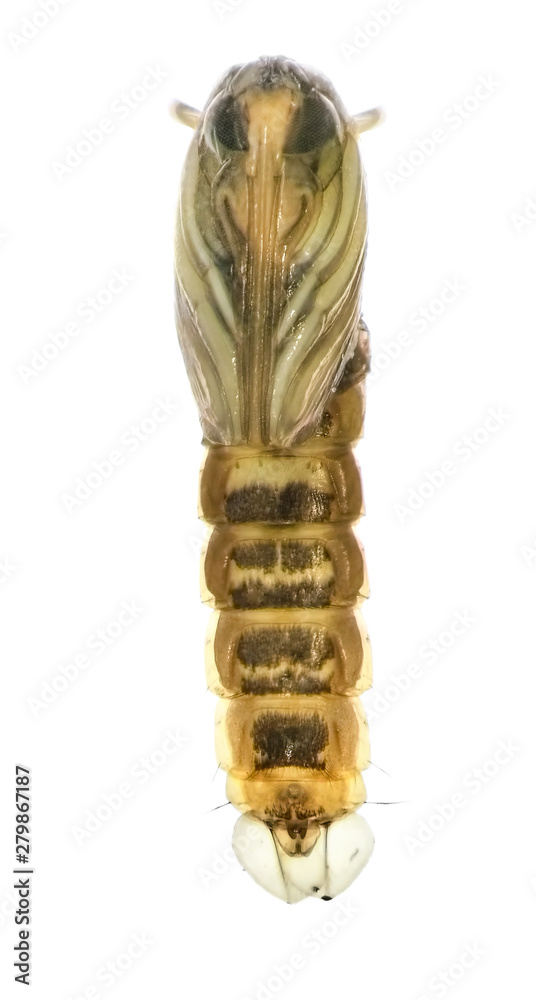 Culicidae Pupae