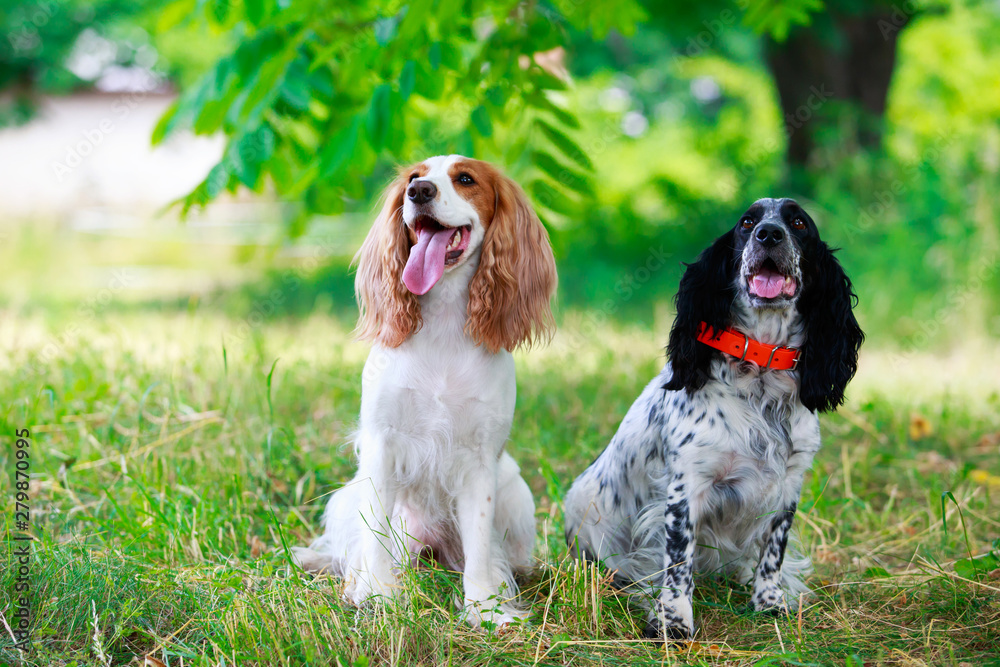 Aullido Del Spaniel Ruso