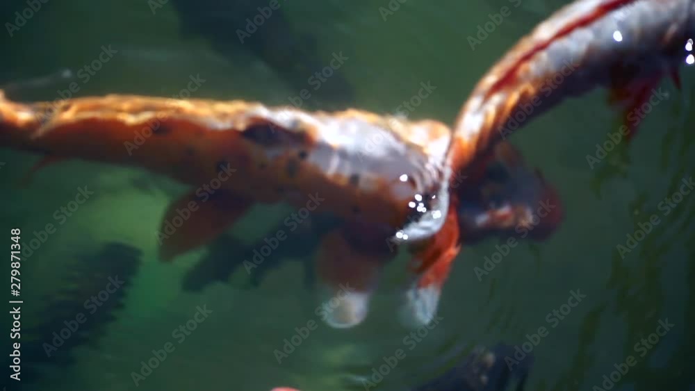 Koi fish or Amur carp slow motion swimming in a pond. nishikigoys and ...