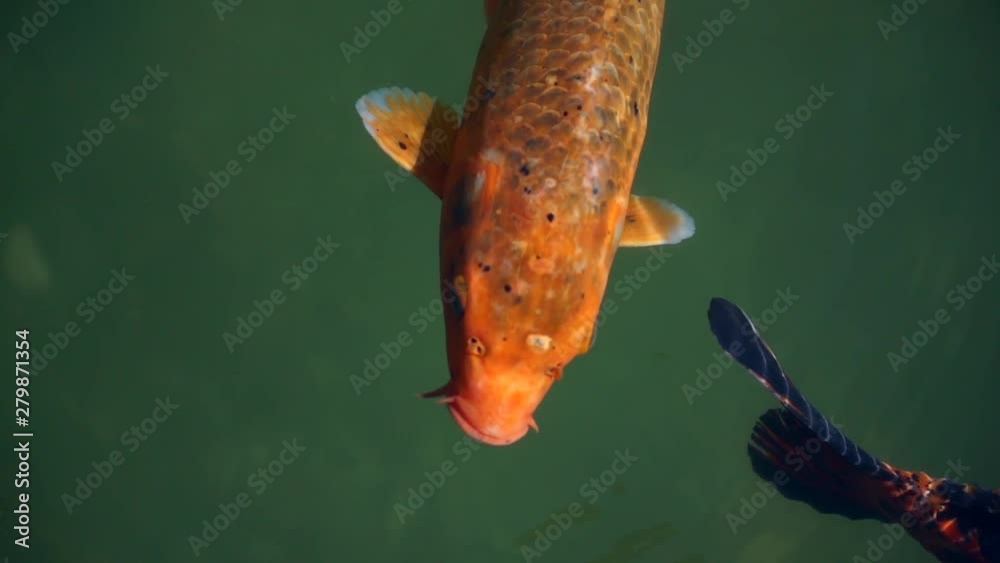 Koi fish or Amur carp slow motion swimming in a pond. nishikigoys and ...