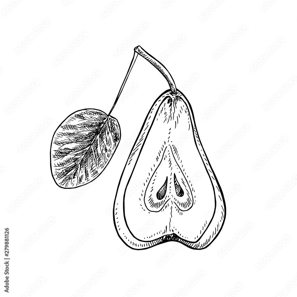 Pear with leaf cut half, hand drawn gravure style, vector sketch ...