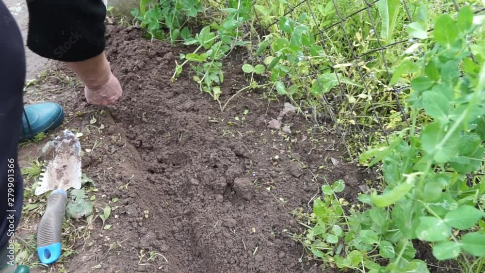 A woman sprinkles seeds on a garden bed. Planting plants. Healthy food ...