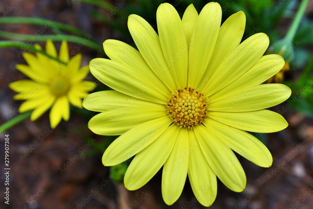 Single Yellow Daisy