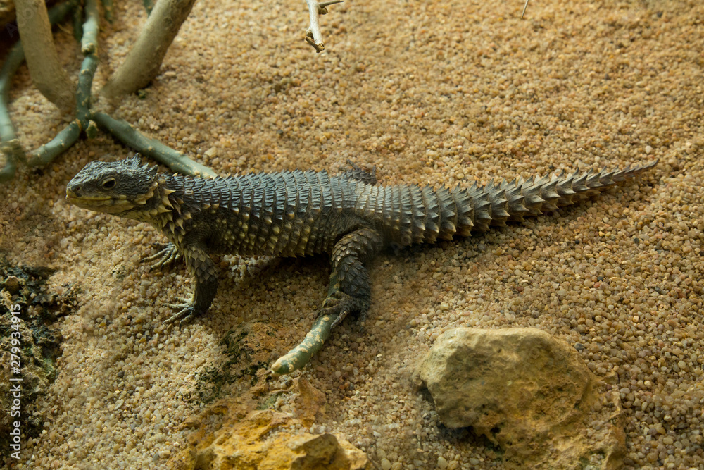 Poster Sungazer, giant girdled lizard or giant dragon lizard or giant ...