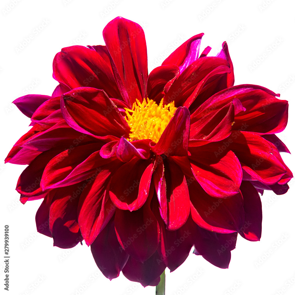 Mexican National Flower