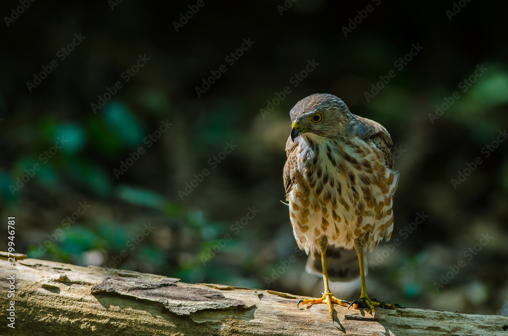Besra Sparrowhawk (Accipiter virgatus fuscipectus) Stock Photo | Adobe ...