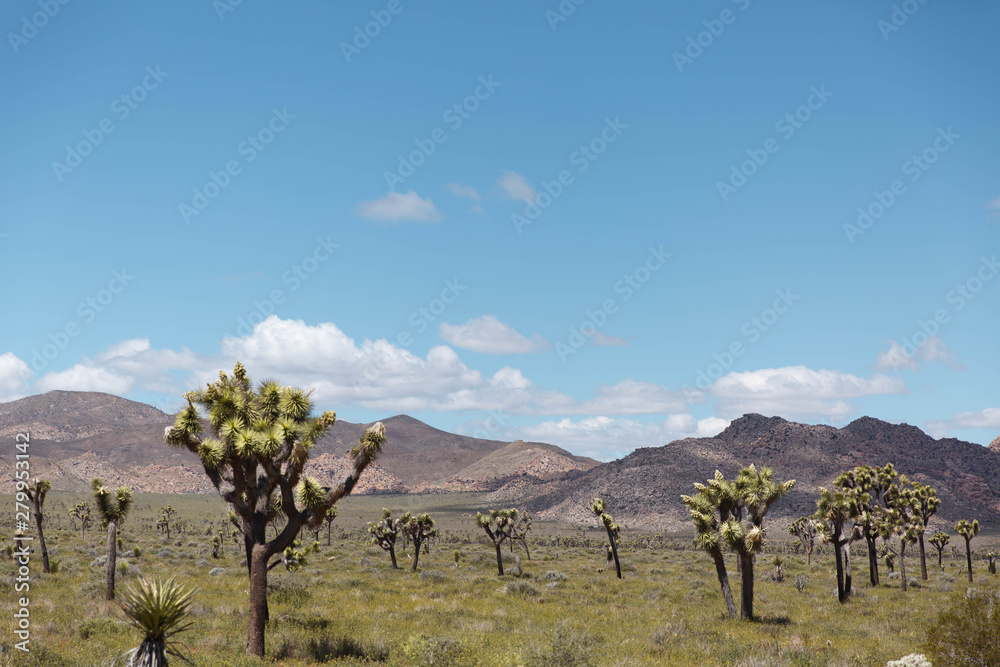 joshua trees in the desert with mountains in the background in ...