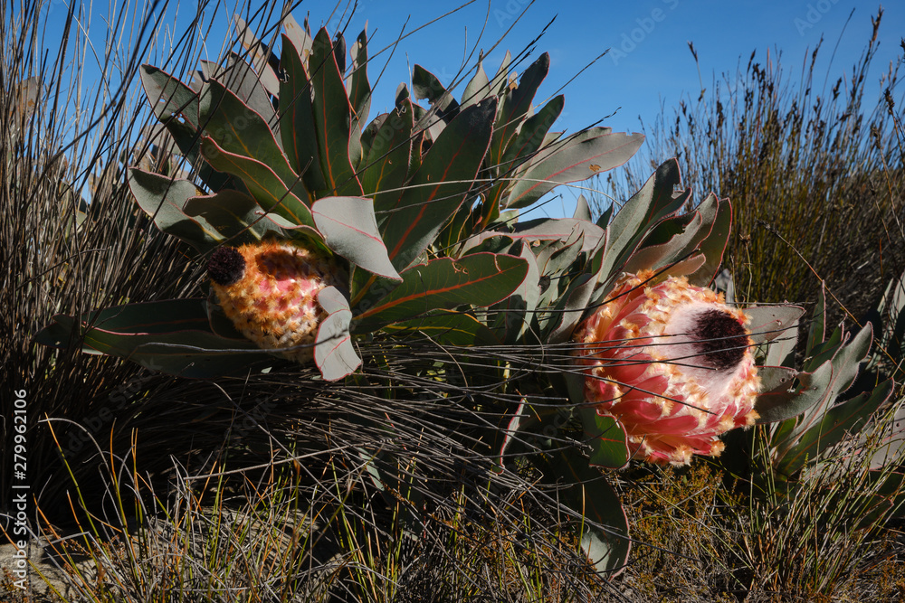 Fotografia do Stock: Queen protea (aka protea magnifica) with two ...