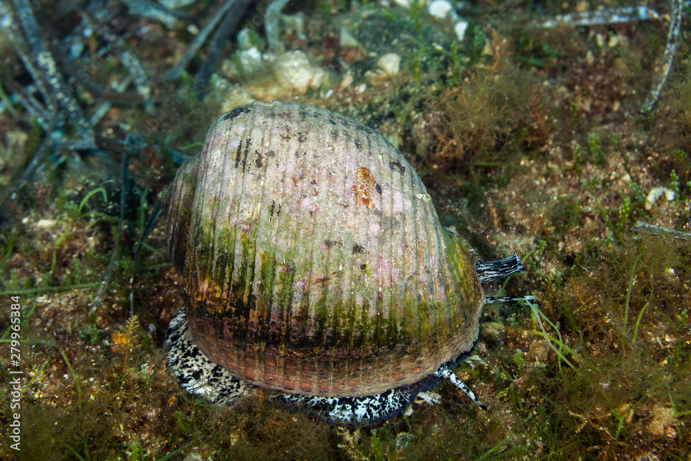 Giant tun, is a species of marine gastropod mollusc in the family ...