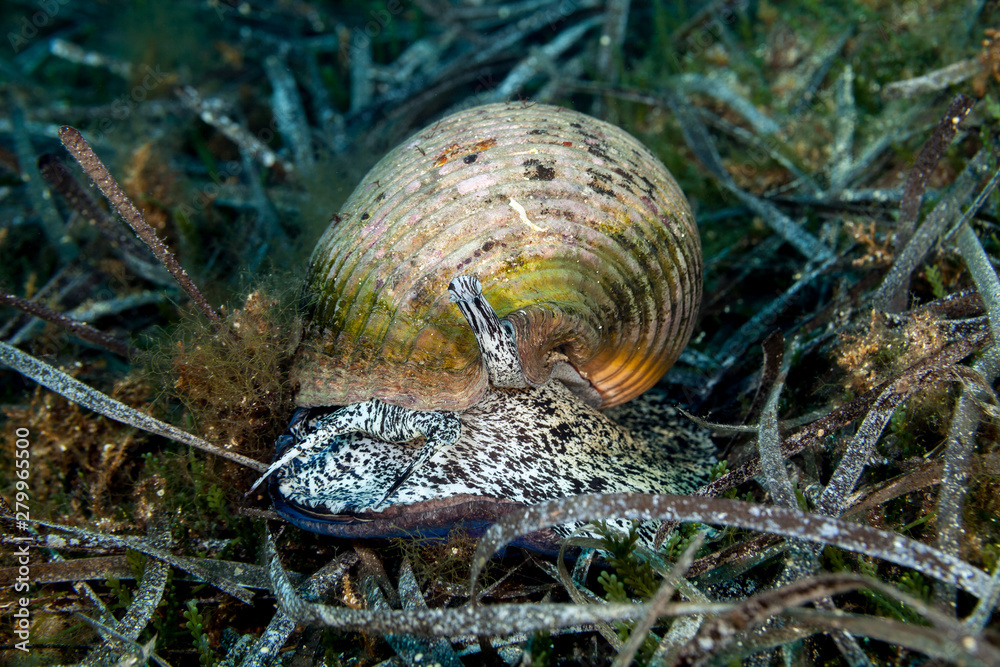 Giant tun, is a species of marine gastropod mollusc in the family ...