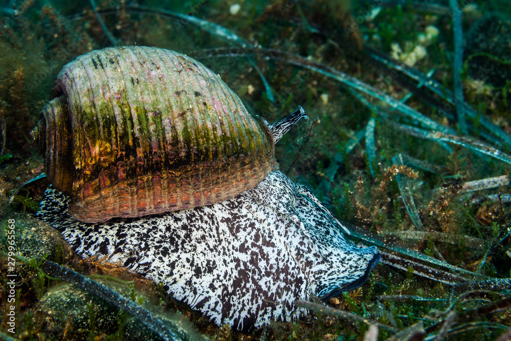 Giant tun, is a species of marine gastropod mollusc in the family ...