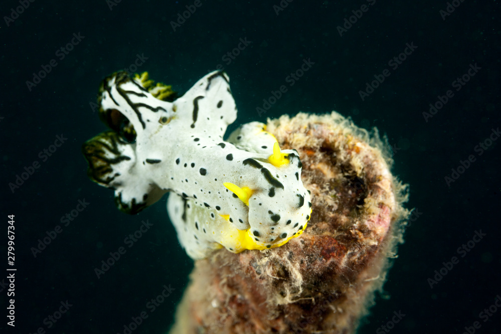 Notodoris serenae is a species of sea slug. It is a dorid nudibranch, a ...