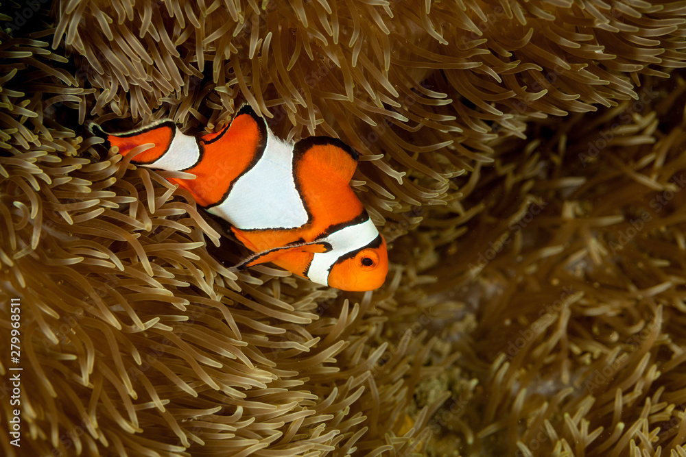 The ocellaris clownfish (Amphiprion ocellaris), also known as the false percula clownfish or ...