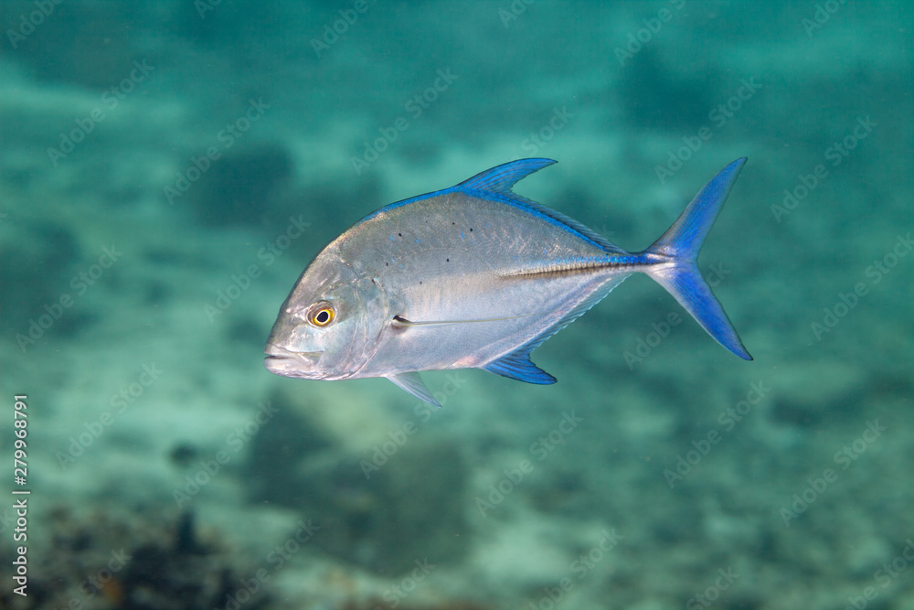 Bluefin trevally, Caranx melampygus, also known as the bluefin jack ...